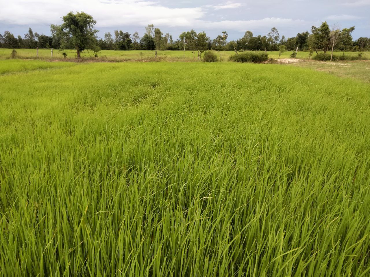 How to Reduce Fertilizer Expenses in Rice Farming - Dr Yang Saing Koma ...
